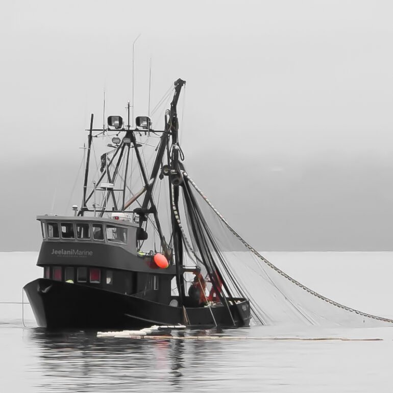 How to Check if Fish is Fresh or Not? - Jeelani Marine